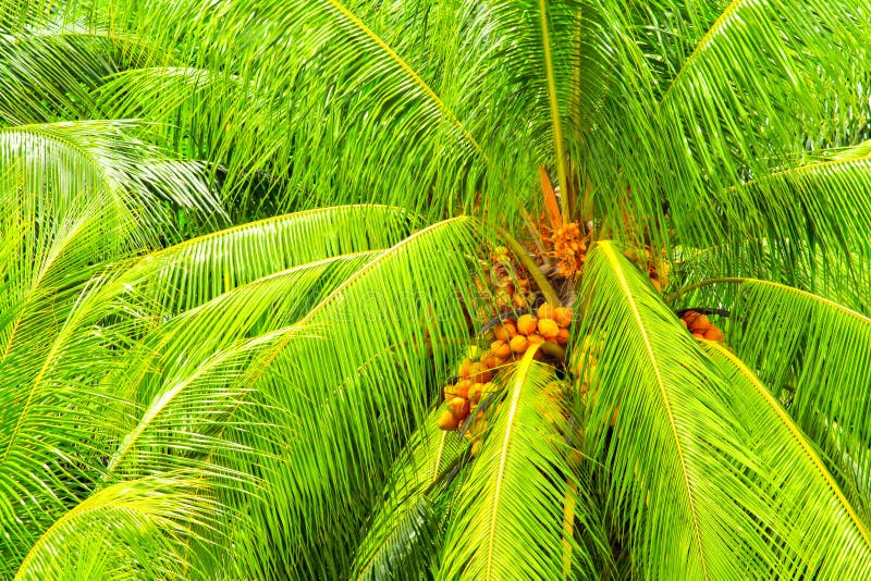 Large Coconut Palm Tree stock image. Image of plant, coastline - 61380393