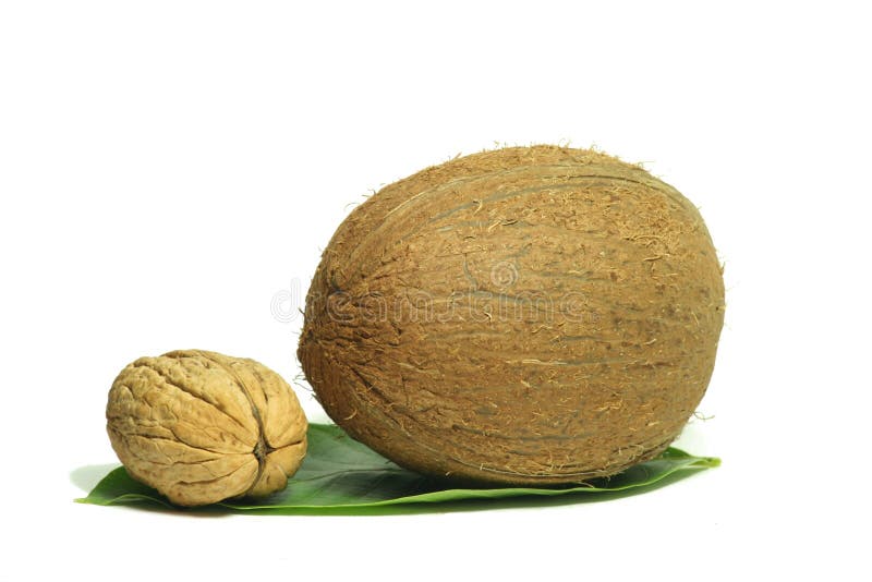 Large coconut 4 stock image. Image of closeup, object - 78542851
