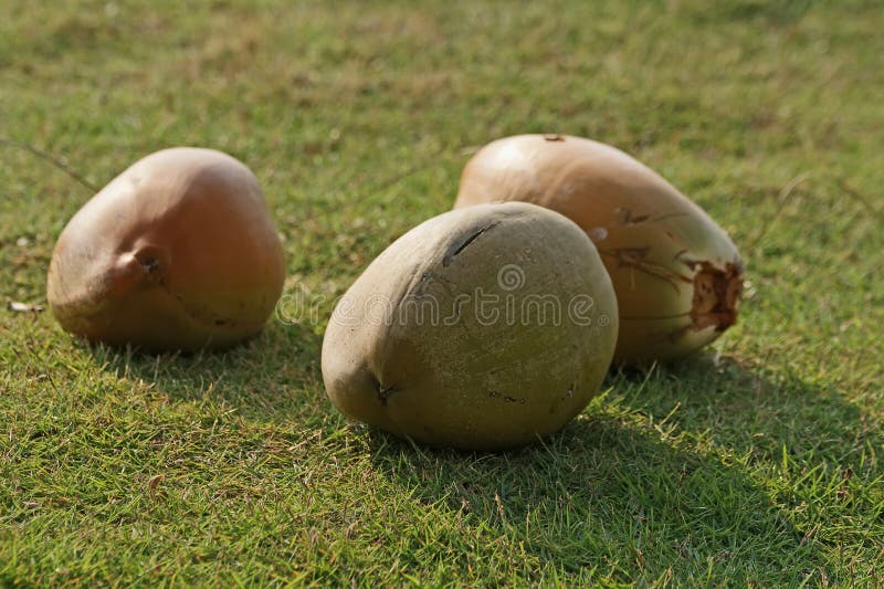 Large Coconuts on the Grass Stock Image - Image of natural, food: 38882409
