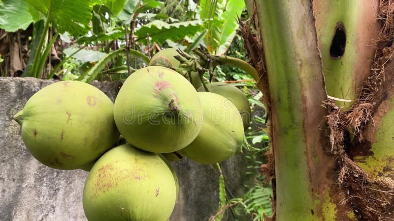 Large Coconuts on a Palm Tree Close-up Stock Video - Video of tree ...