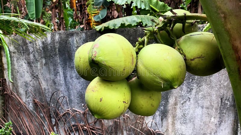Large Coconuts on a Palm Tree Close-up Stock Footage - Video of growth ...