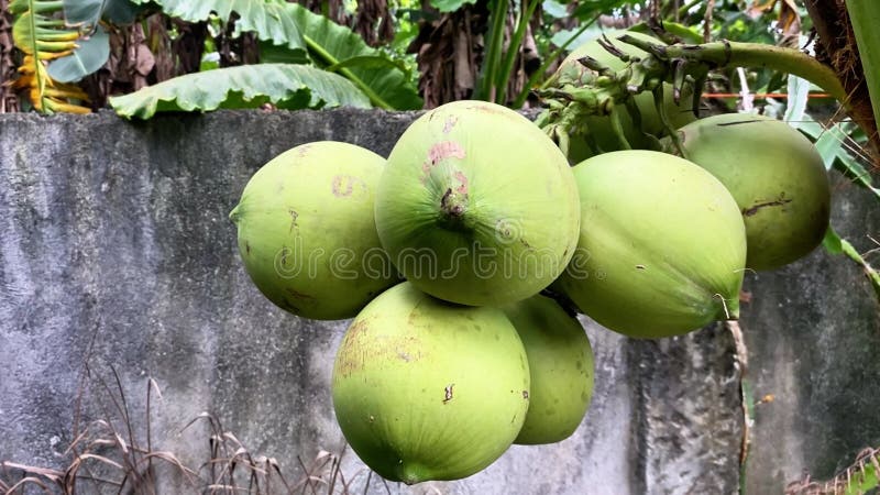 Large Coconuts on a Palm Tree Close-up Stock Footage - Video of island ...