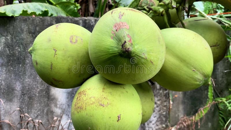 Large Coconuts on a Palm Tree Close-up Stock Footage - Video of palm ...