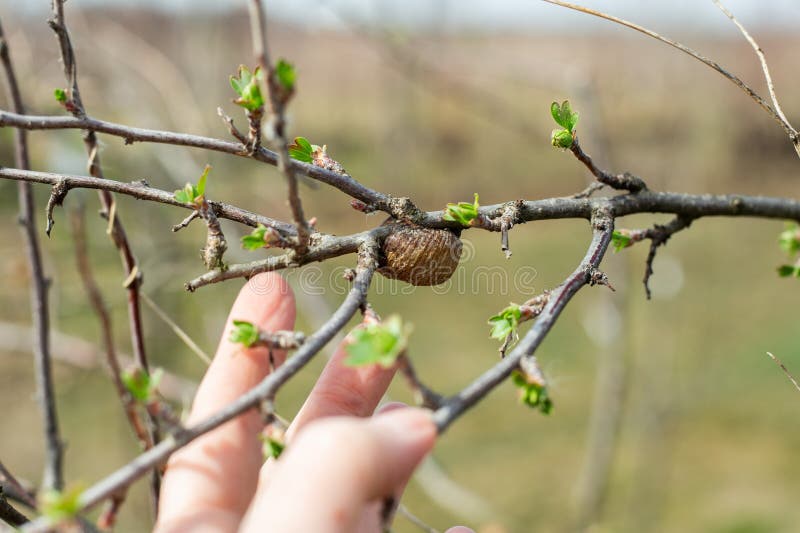 A Large Cocoon on a Branch of a Fruit Tree in Spring. a Mantis Nest ...