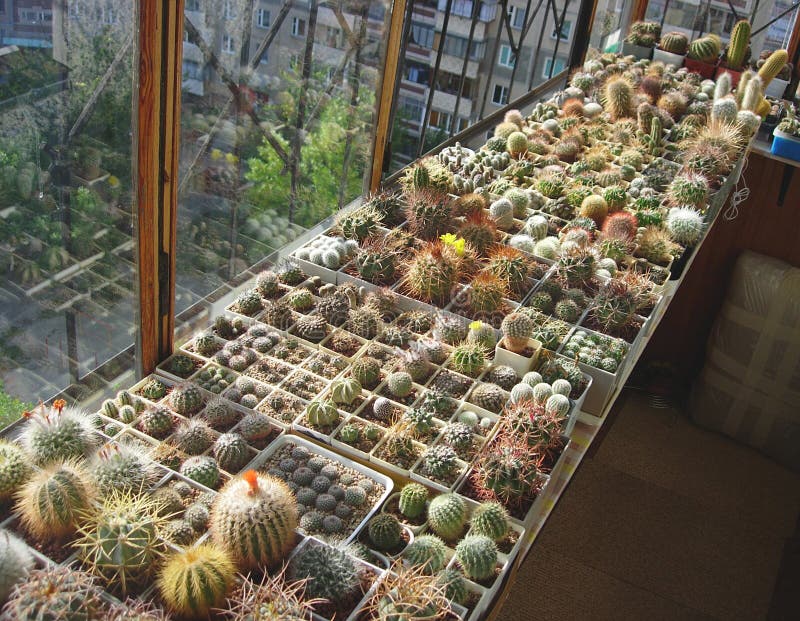 Large Collection of Different Cactus Species Cultivated in the Balcony ...