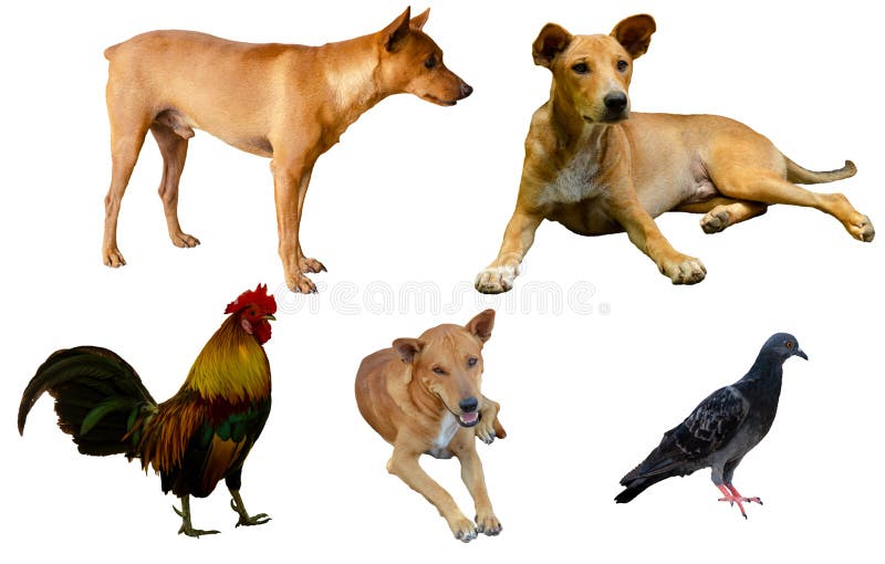 Large Collection of Farm Animal, in Different Position, Isolated on ...