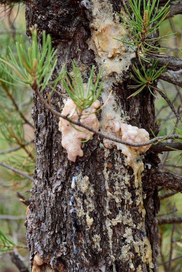 Pine Tree Hardened Sap stock image. Image of plant, resin - 121761559