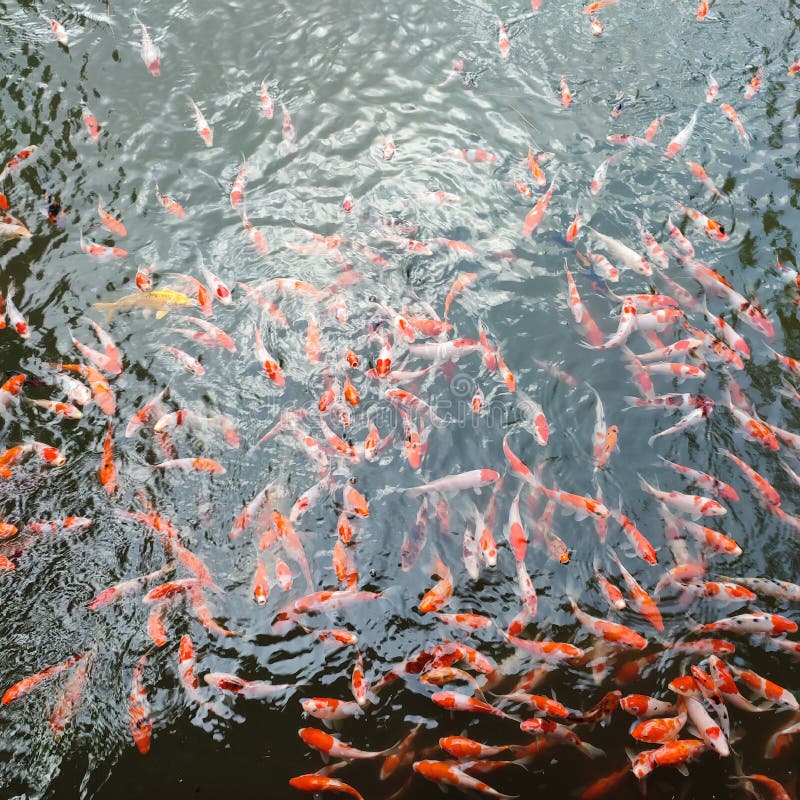 A Large Collection of Koi Fish in a Residential Pond Stock Image ...