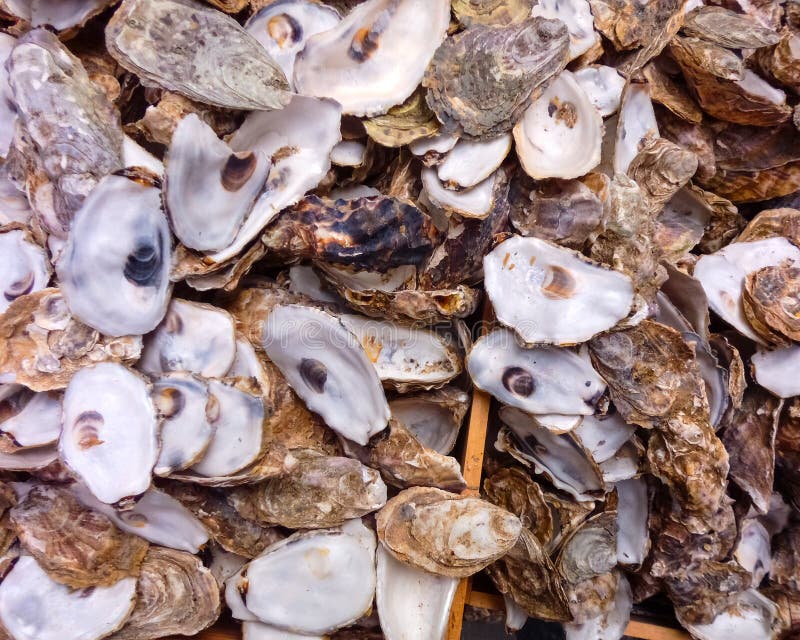 Oyster Shells stock photo. Image of edible, rich, farm - 294590984