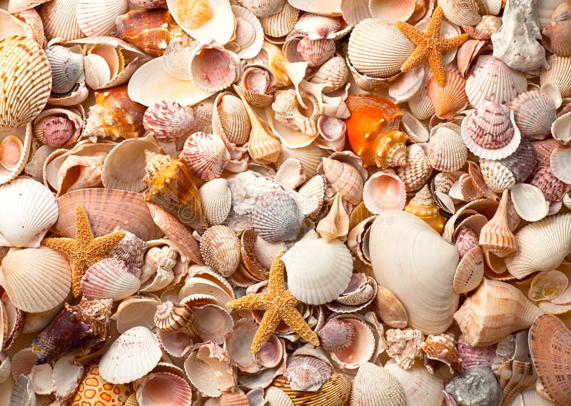 Large Collection of Sea Shells Stock Photo - Image of starfish, ocean ...