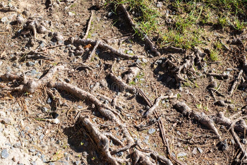 Spreading Lateral Roots Stock Photos - Free & Royalty-Free Stock Photos ...