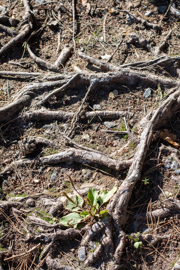 A Large Collection of Tree Roots is Sprawling Across the Ground Stock ...