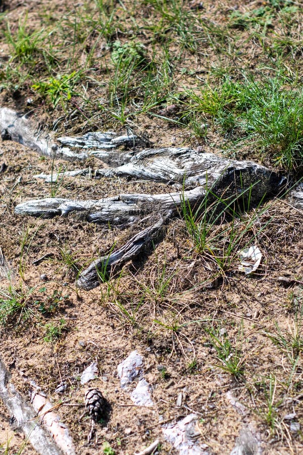 A Large Collection of Tree Roots is Sprawling Across the Ground Stock ...
