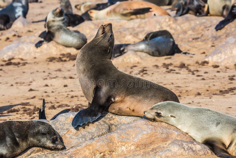 Large Colony of Animals in Cape Cross Stock Image - Image of seal ...