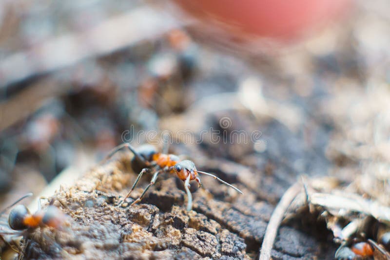 A Large Colony of Ants Work in Their Anthill Stock Image - Image of ...