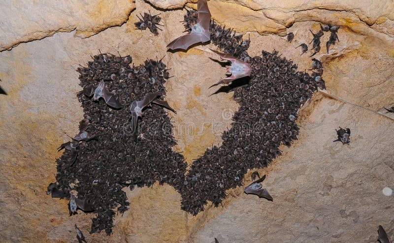 A Large Colony of Bats Resting during the Day in the Catacombs of ...