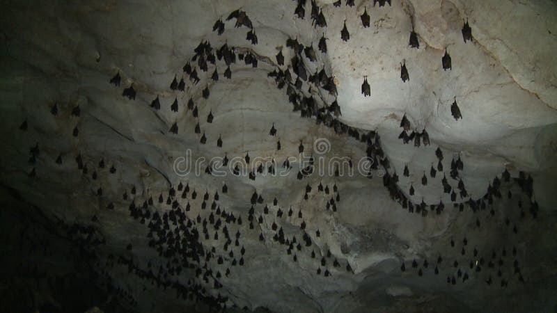 Numerous Bats Hanging in a Cave Stock Video - Video of lines, bats ...