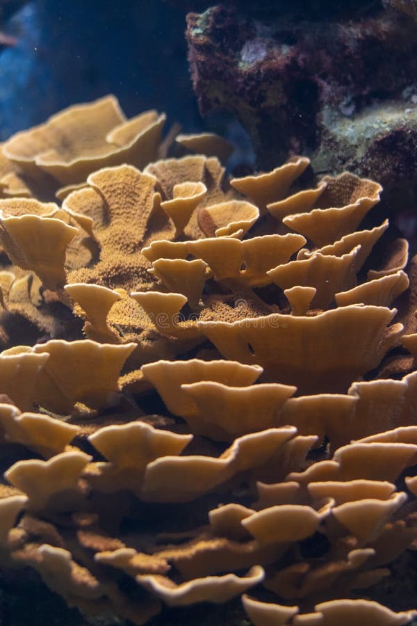 Large Colony of Montipora Coral, Small Polyp Stony (SPS) Coral Stock ...