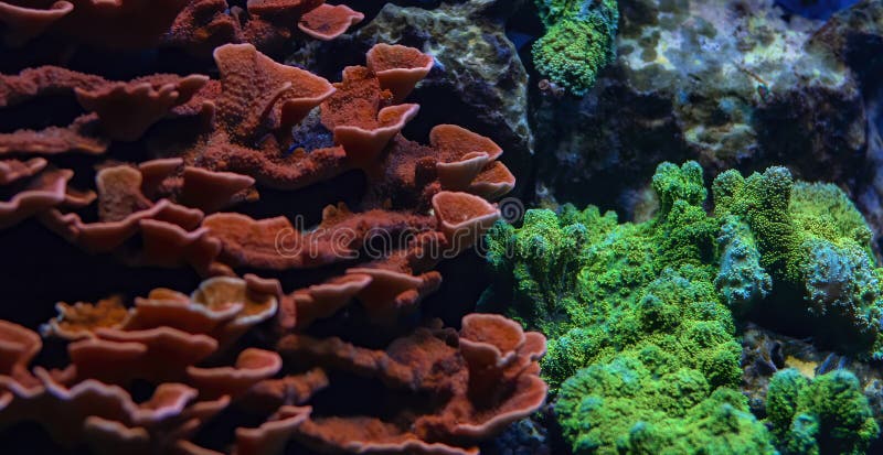 Large Colony of Montipora Coral, Small Polyp Stony (SPS) Coral Stock ...