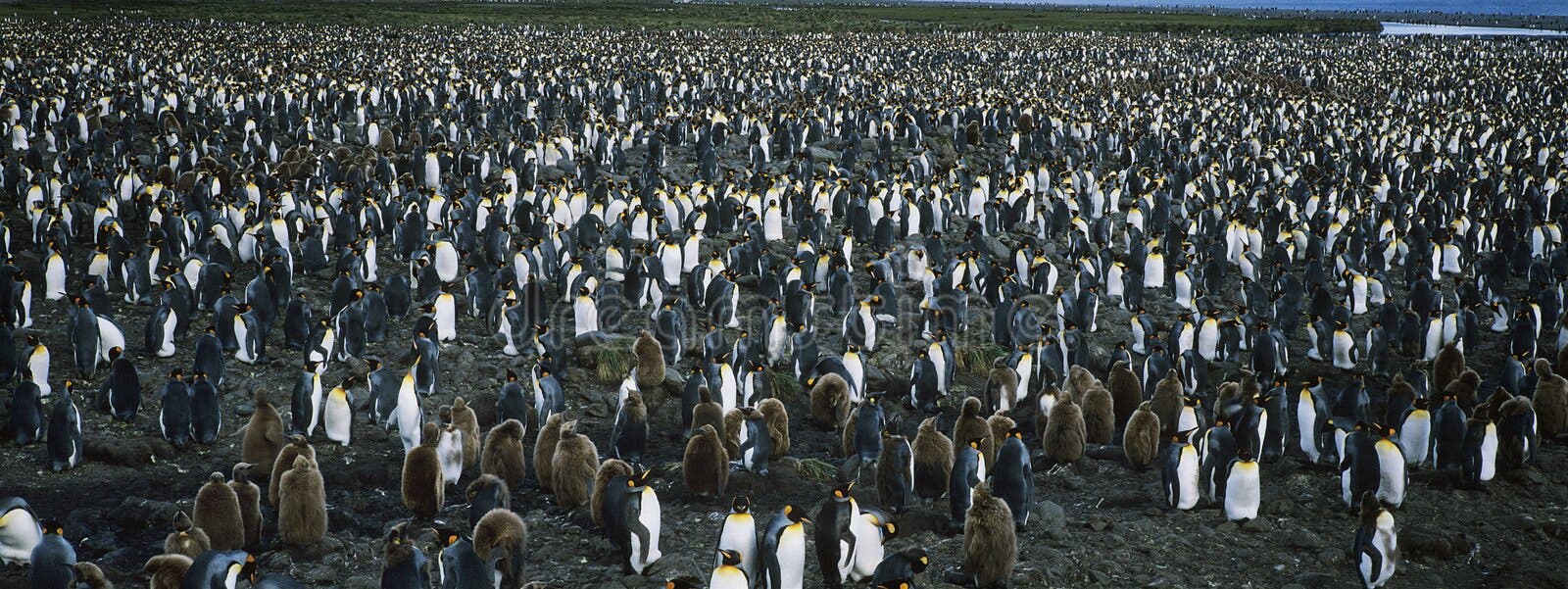 Large Crowded King Penguin Colony / Rookery. Stock Image - Image of ...
