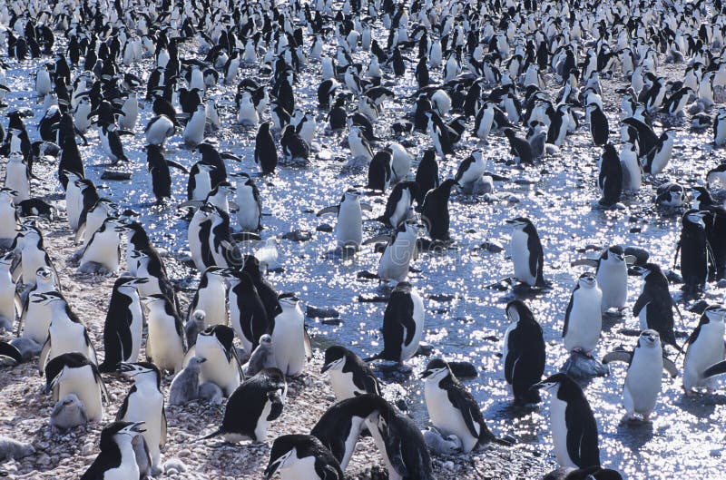 Large Crowded King Penguin Colony / Rookery. Stock Image - Image of ...