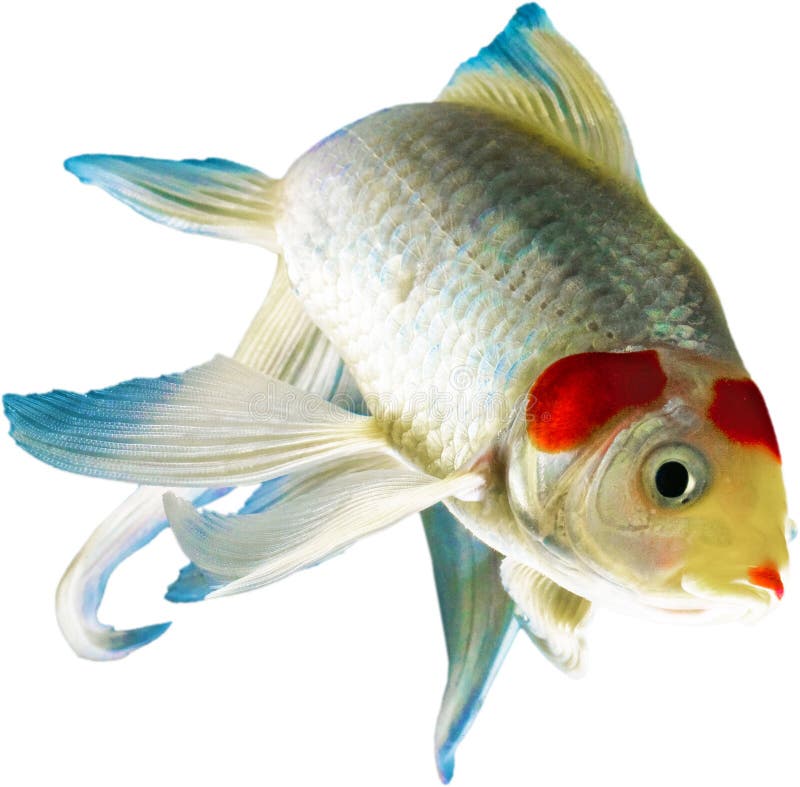 Large White Fish Looking at the Camera Stock Photo - Image of studying ...