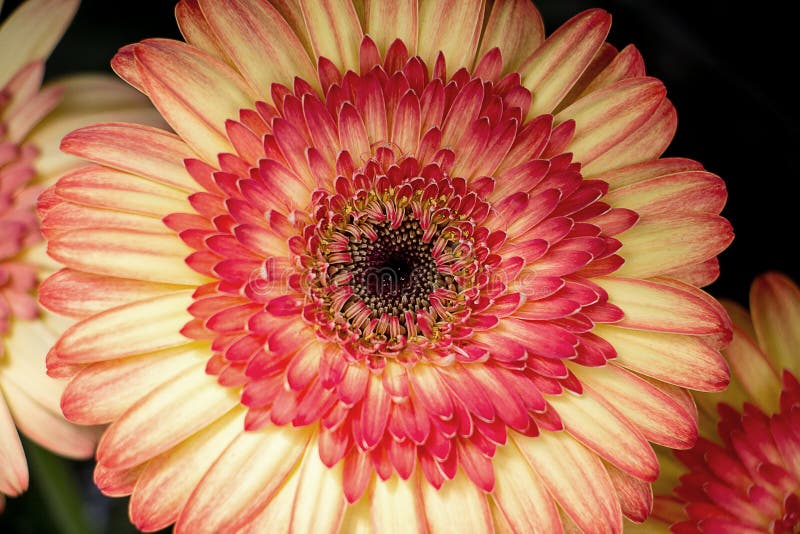 Large Colorful Flower stock photo. Image of berry, background - 124489792