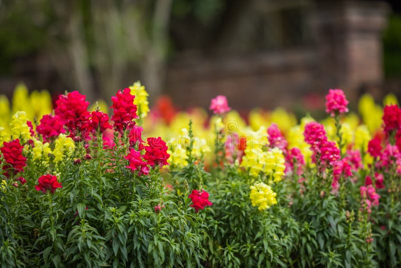 A Large and Colorful Garden of Trailing Candy Showers Snapdragons in ...