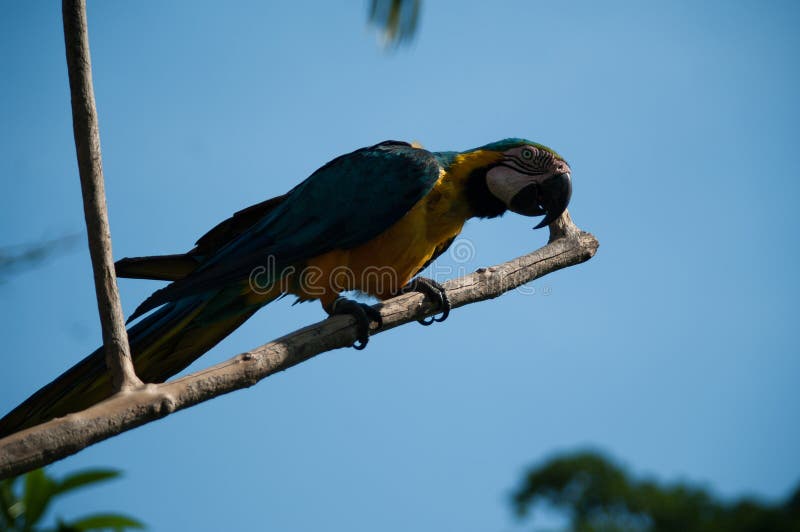 A large colorful parrot stock photo. Image of tropical - 46969470