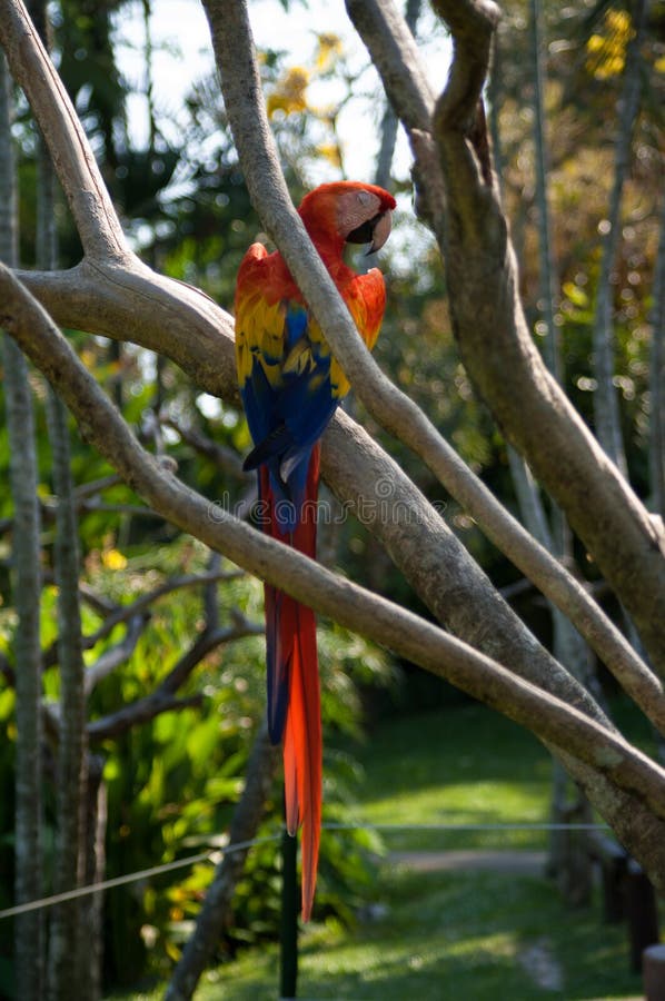 A large colorful parrot stock photo. Image of garden - 46969424