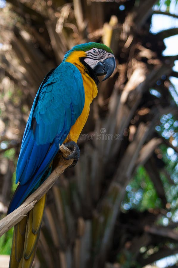 A large colorful parrot stock image. Image of tropical - 46969503