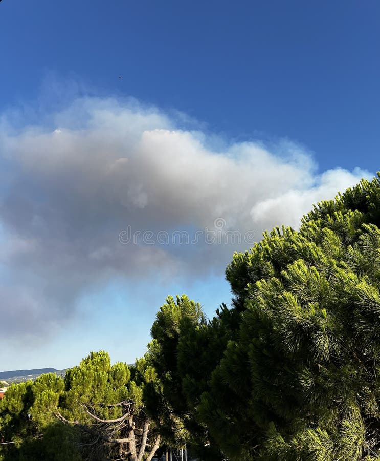 Large Column of Smoke is Rising Above a Group of Green Trees, Against a ...
