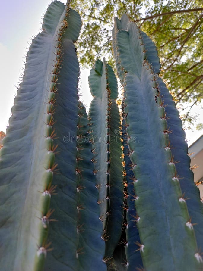 Large Columnar Cactus, Upright Standing Peruvian Apple Cactus Stock ...