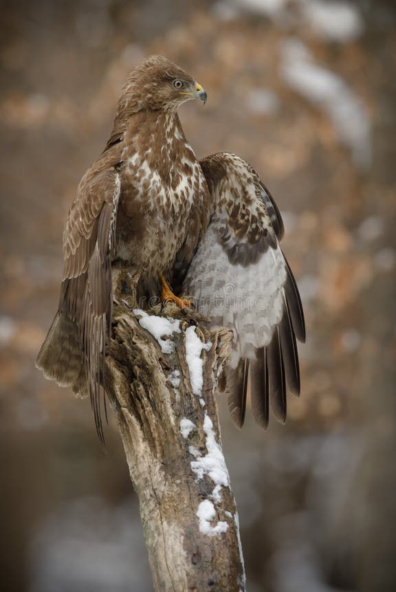 Large common buzzard stock photo. Image of claw, field - 113938412