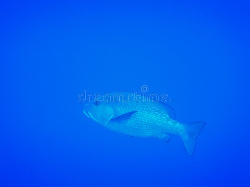 Large Common Dentex Fish in Blue Water from Egypt Side View Stock Photo ...