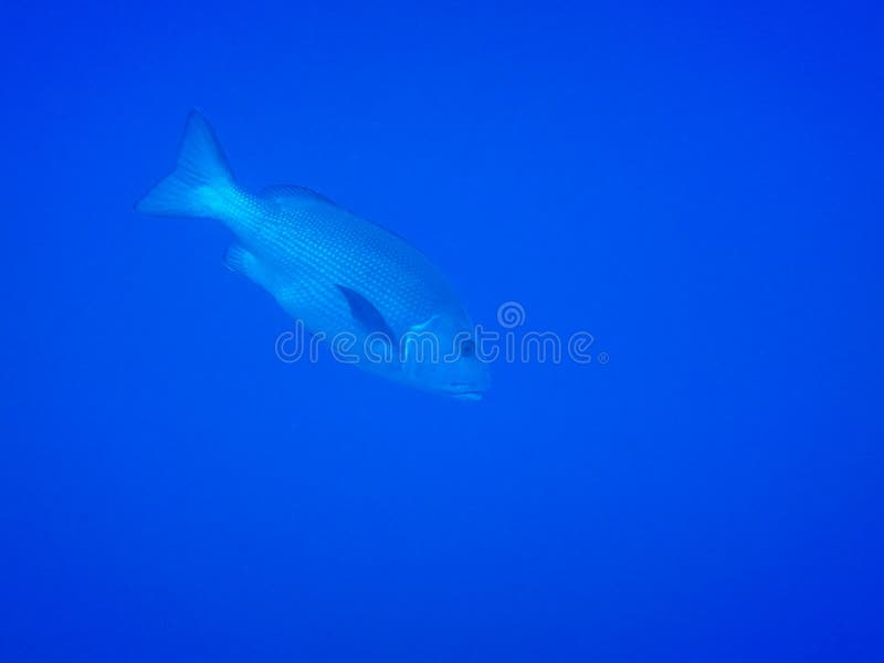 Large Common Dentex Fish in Deep Blue Water in the Red Sea Egypt Stock ...
