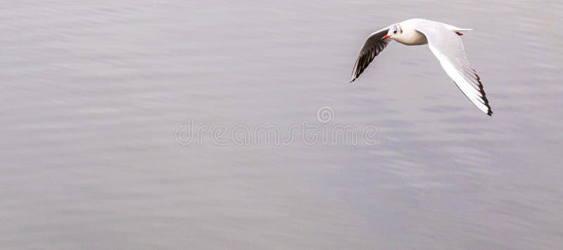 Large Common Seagull stock photo. Image of animal, design - 241723030