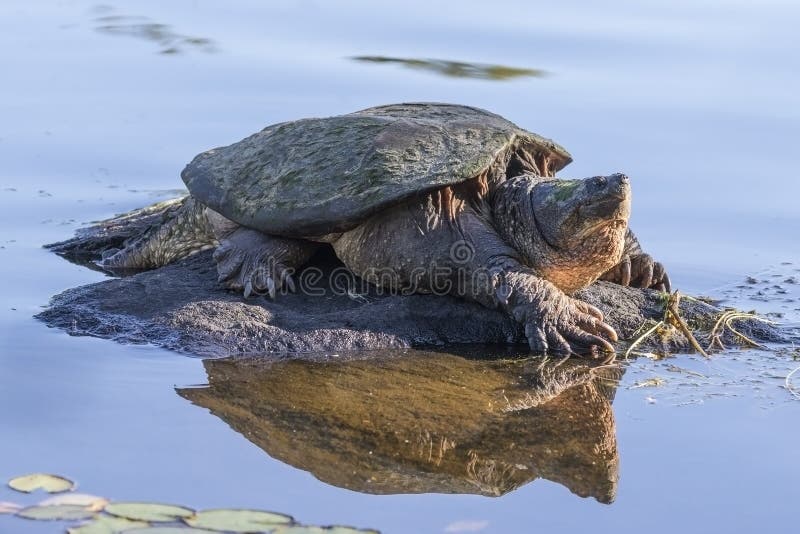 Large Common Snapping Turtle Basking on a Rock - Ontario, Canada Stock ...