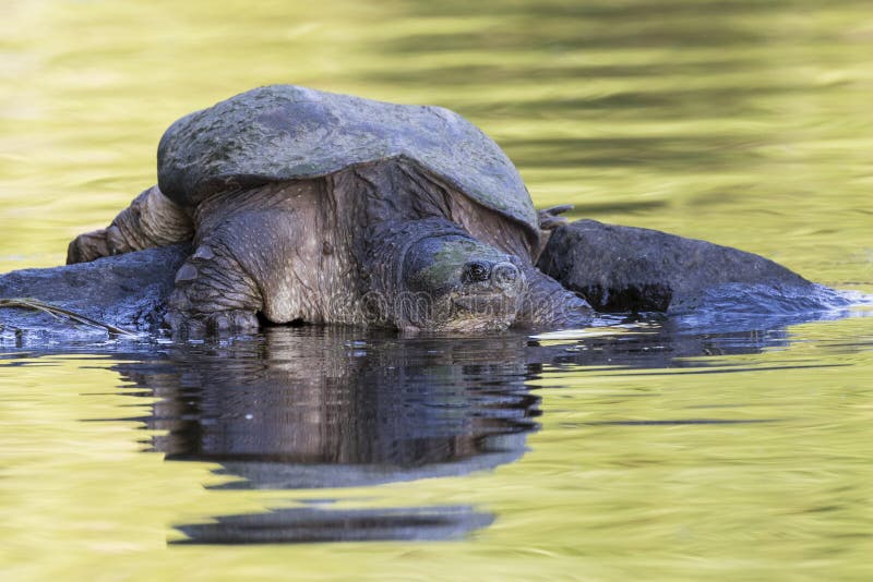 Large Common Snapping Turtle Basking on a Rock - Ontario, Canada Stock ...