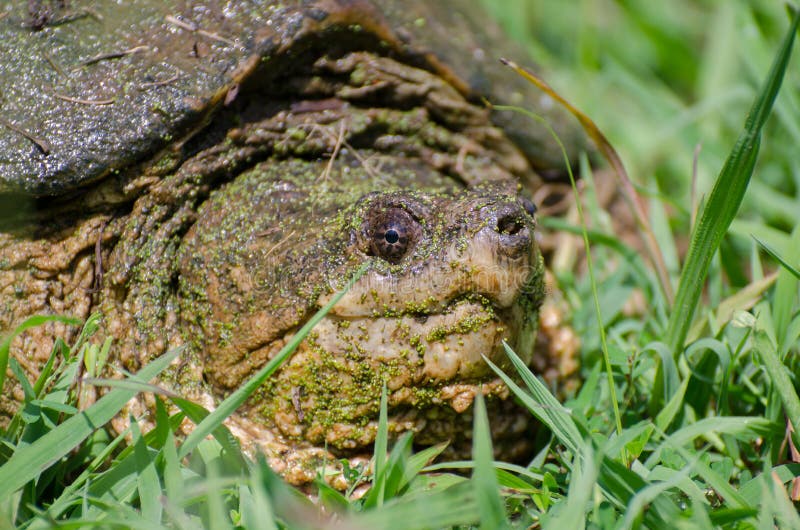 Large Common Snapping Turtle Stock Photo - Image of common, backwater ...