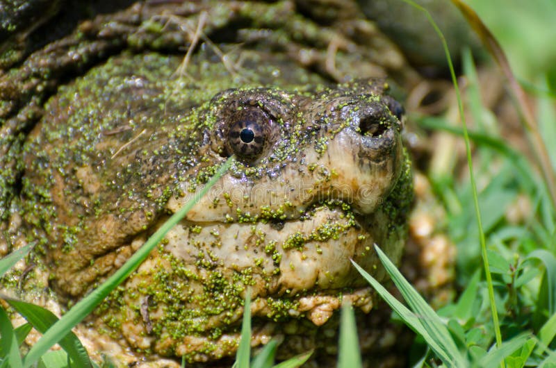 Large Common Snapping Turtle Stock Image - Image of boat, serpentina ...