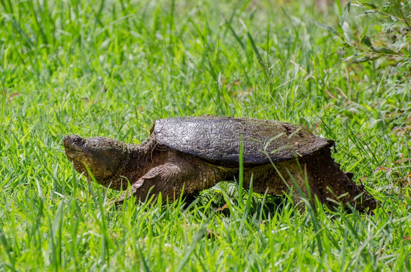 Large Common Snapping Turtle Stock Image - Image of georgia, backwater ...
