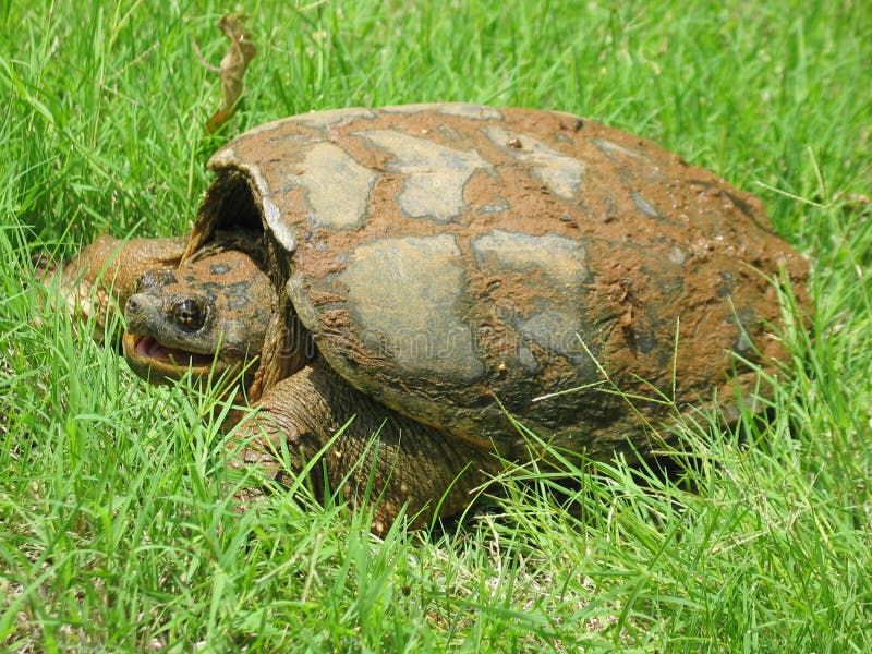 Large Common Snapping Turtle with Open Mouth Stock Image - Image of ...
