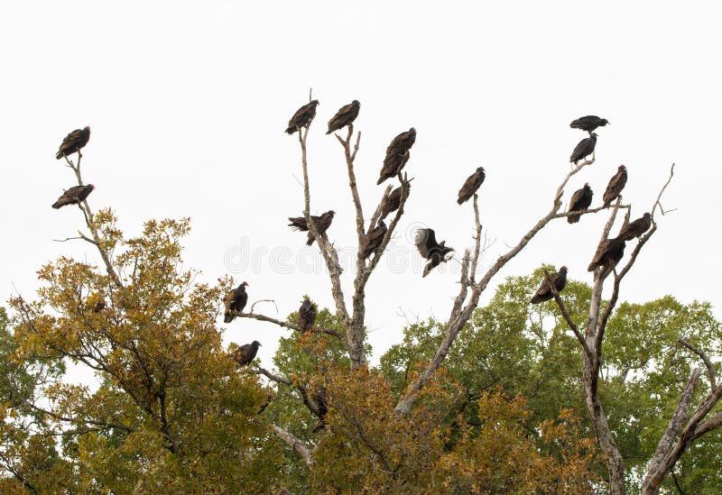 A Large Community Group of Turkey Vultures, Also Called a Commitee ...