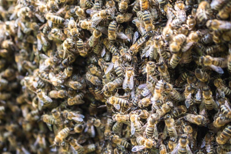 Bees stock photo. Image of beautiful, pollen, wild, rostrum - 282885150
