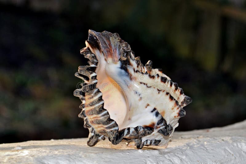 Large conch stock photo. Image of detail, nature, dark - 64766620