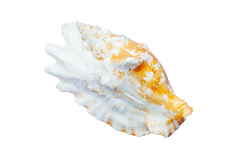 Large Conch Seashell with a White and Orange Pattern Isolated on a ...