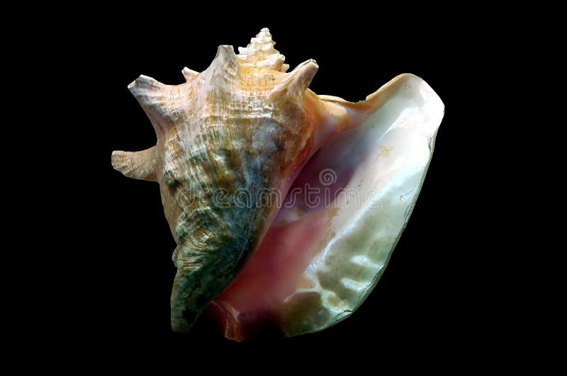 Conch Picture. Image: 5475272