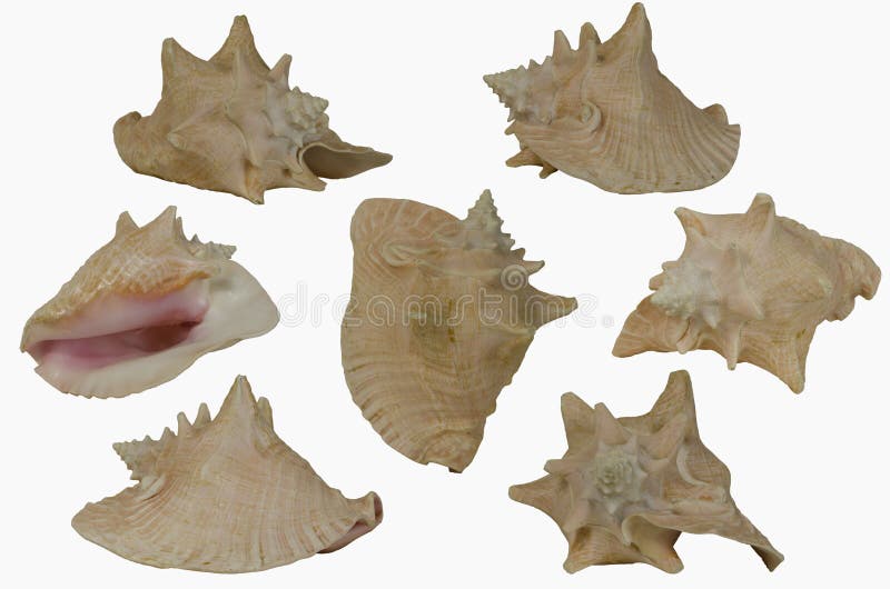 Large Conch Shell stock photo. Image of large, color - 25666444