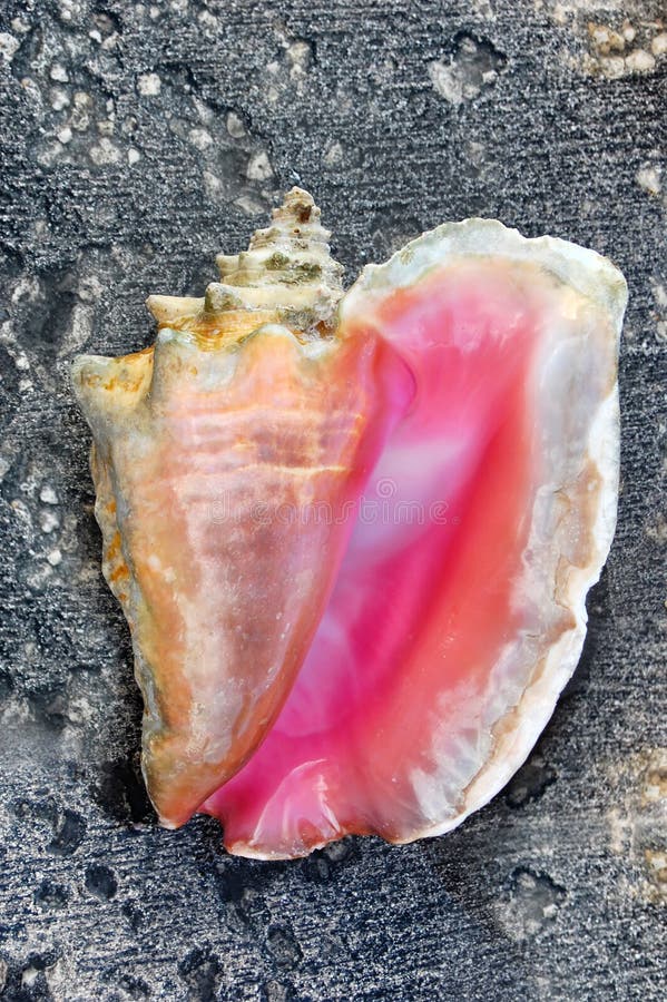 Large Conch Shell Background Stock Image - Image of pink, beach: 17273295